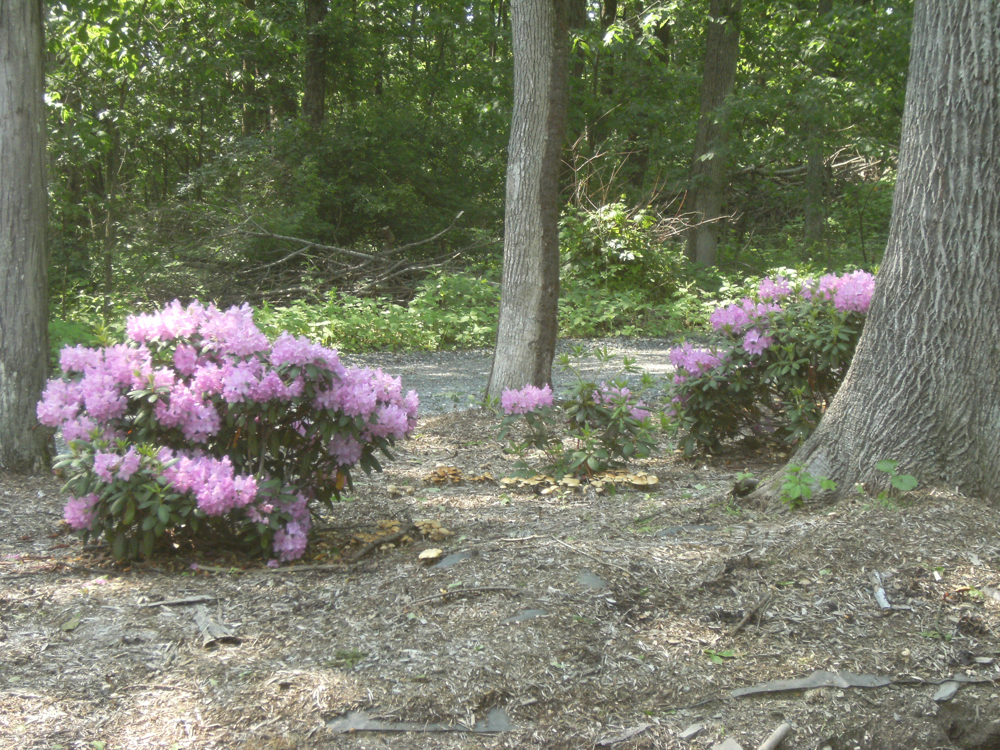 The Woodhaven Cottage: Gallery