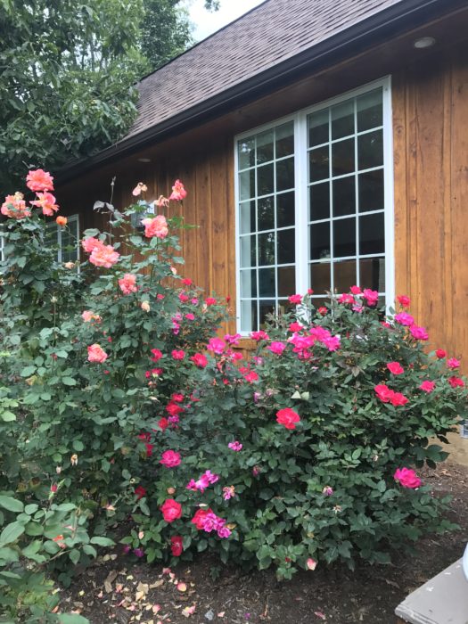 The Woodhaven Cottage: Gallery